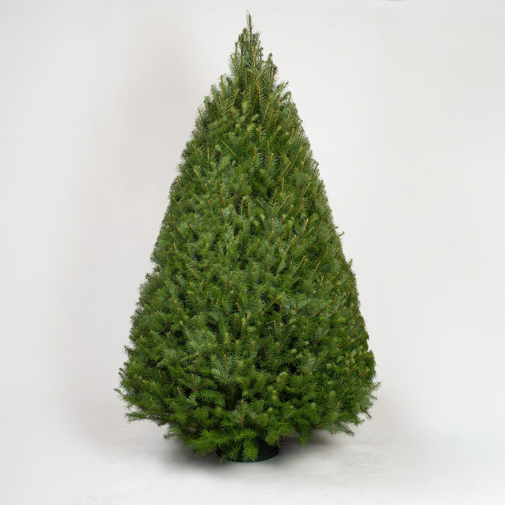 Douglas Fir - Premium Christmas Tree – CHRISTMAS TREE HONG KONG